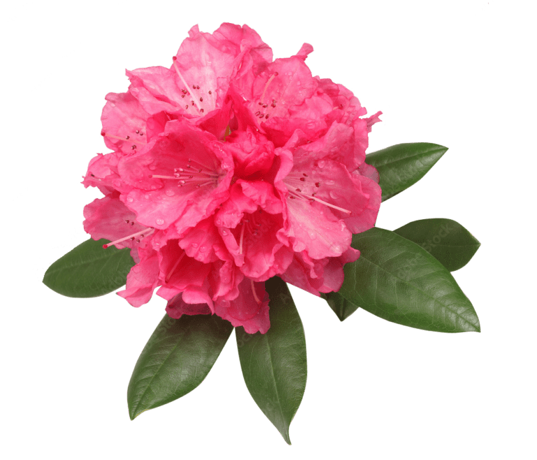 Home | Pukeiti Rhododendron Trust Inc.